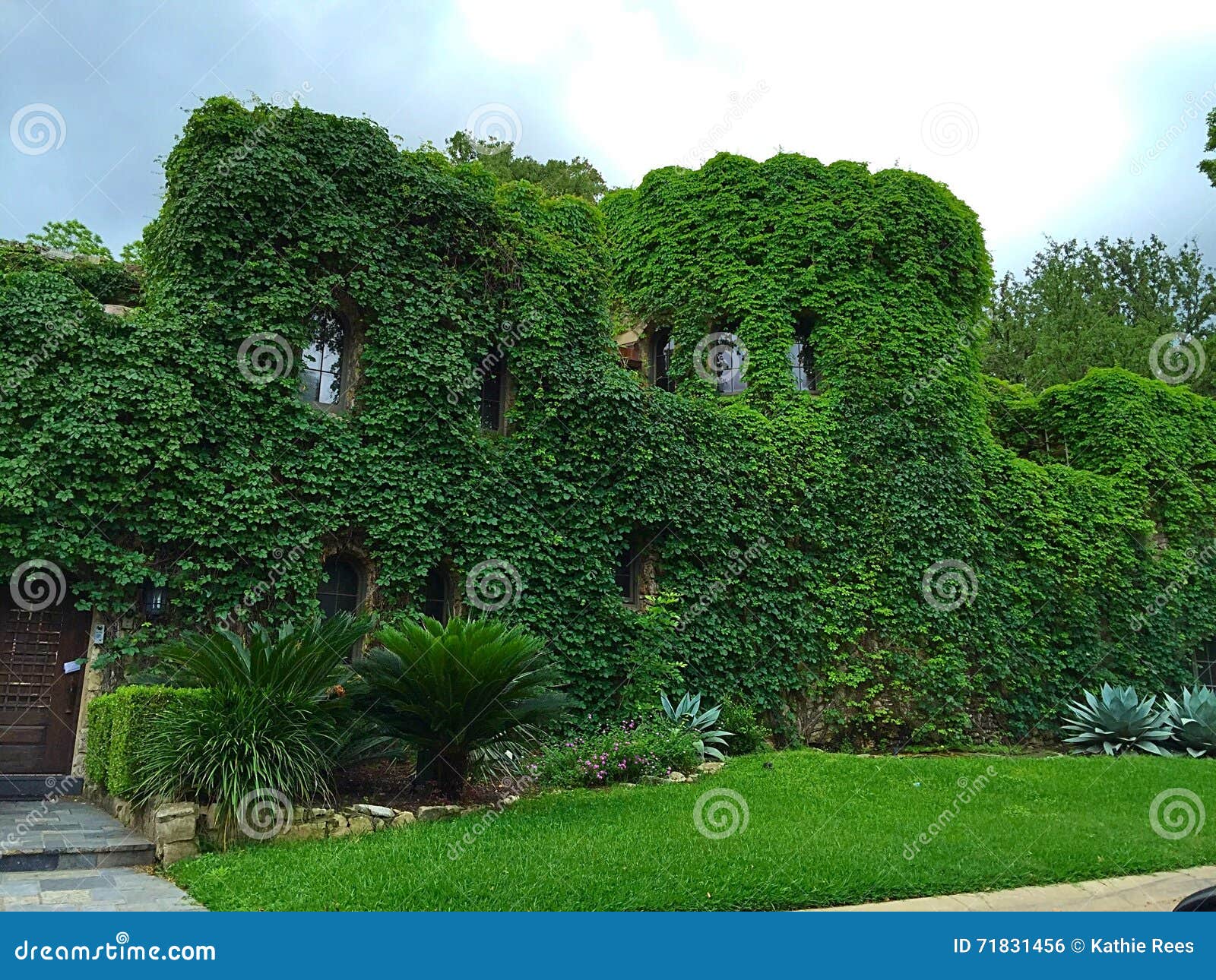 House Covered in Ivy stock photo. Image of blue, nature - 71831456