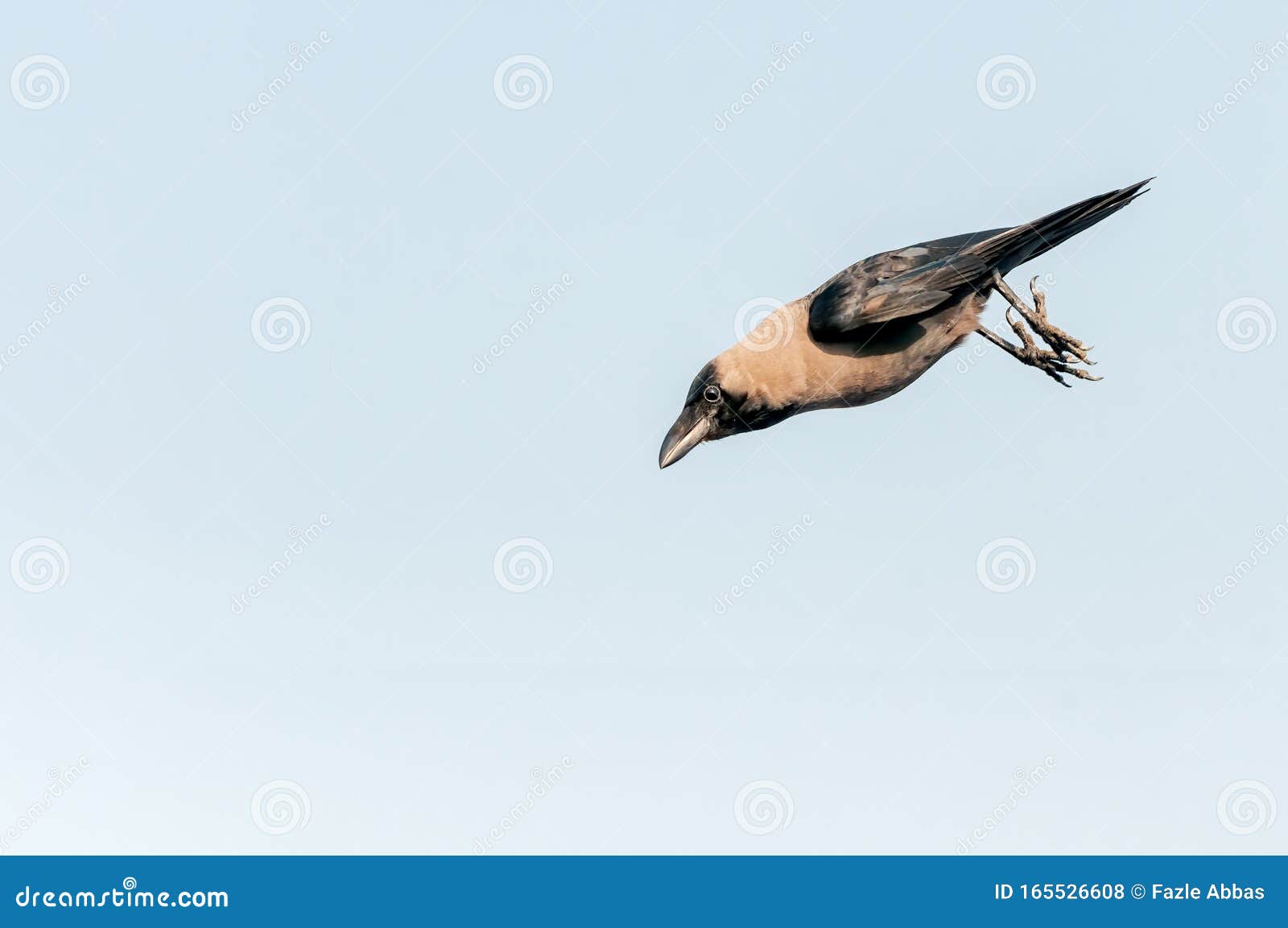 House crow stock photo. Image of bird, wildlife, black - 165526608