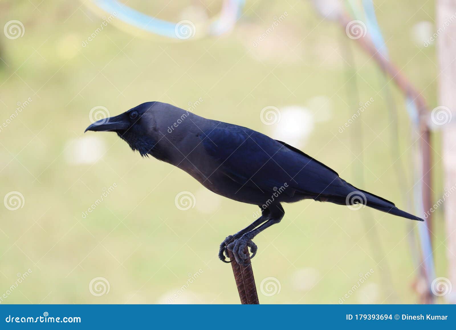 House crow at outdoor stock photo. Image of outdoor - 179393694