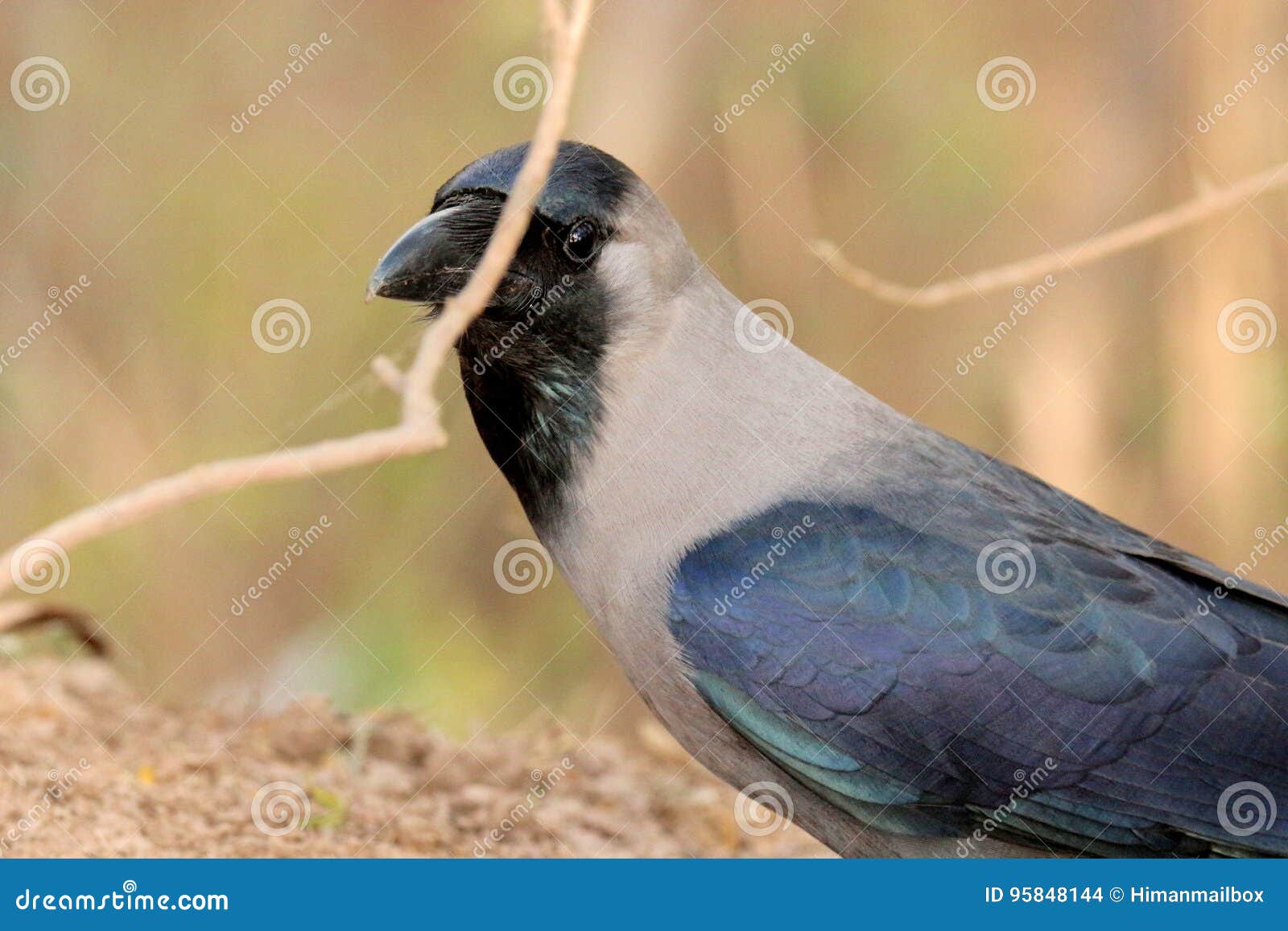 House crow stock photo. Image of fauna, corvidae, house - 95848144