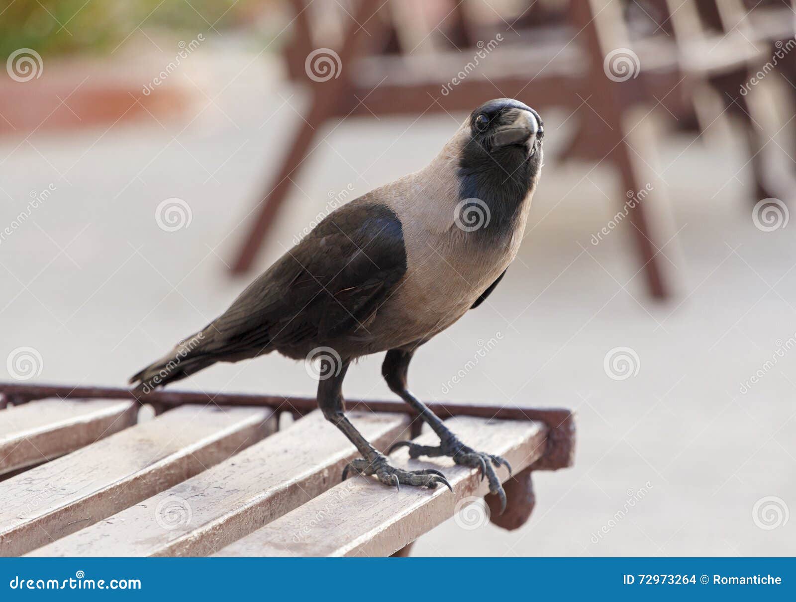 House crow stock photo. Image of bird, black, wild, splendens - 72973264