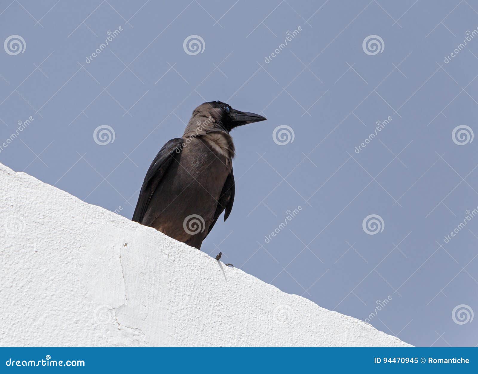 House crow sitting on wall stock image. Image of looking - 94470945