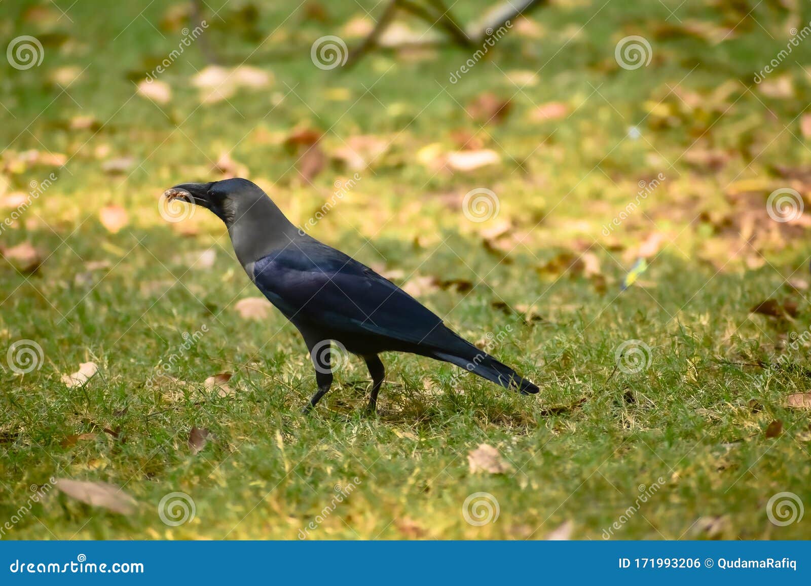 House Crow in Zoo. stock photo. Image of nature, paper - 171993206