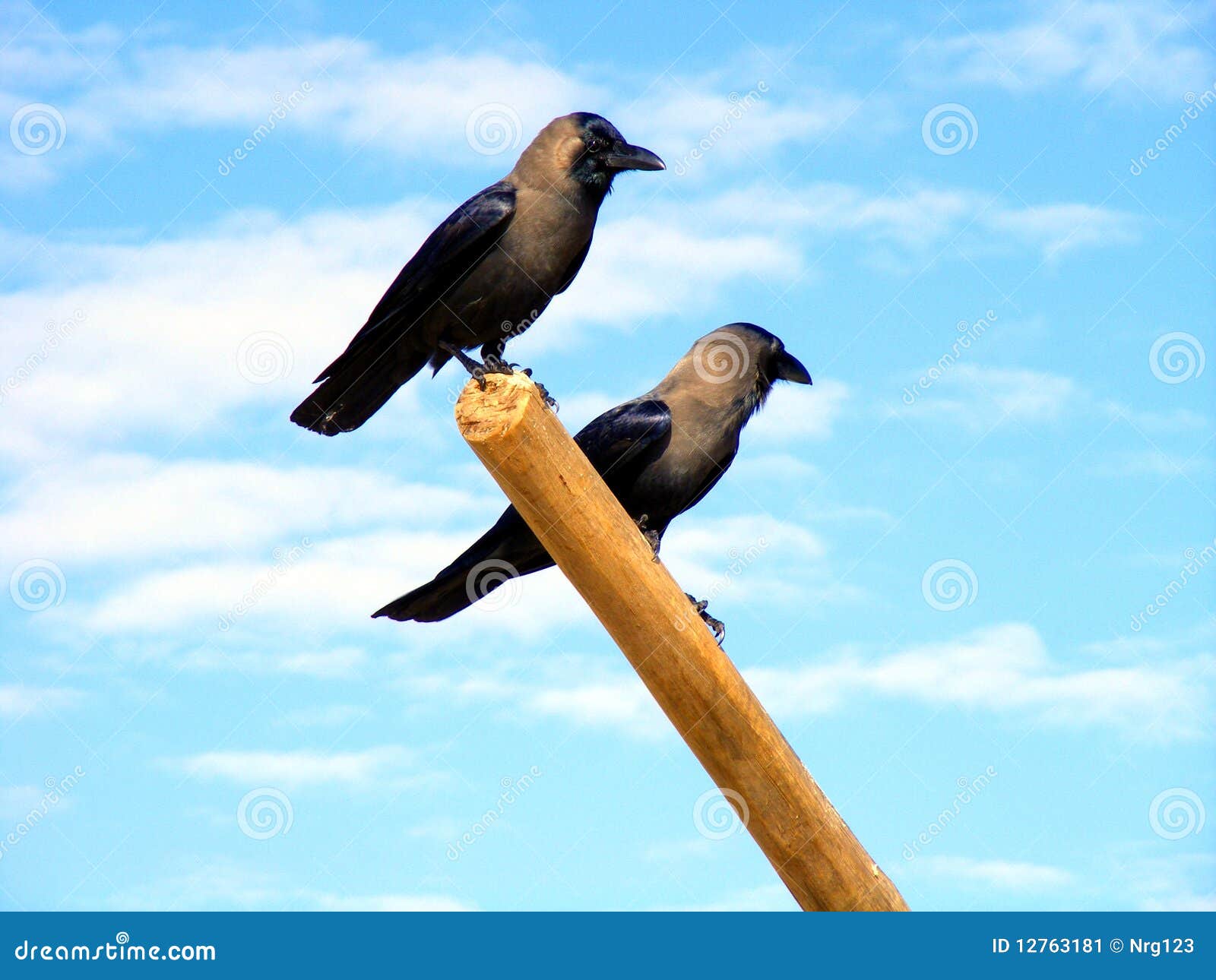 House Crows stock image. Image of animal, india, coast - 12763181
