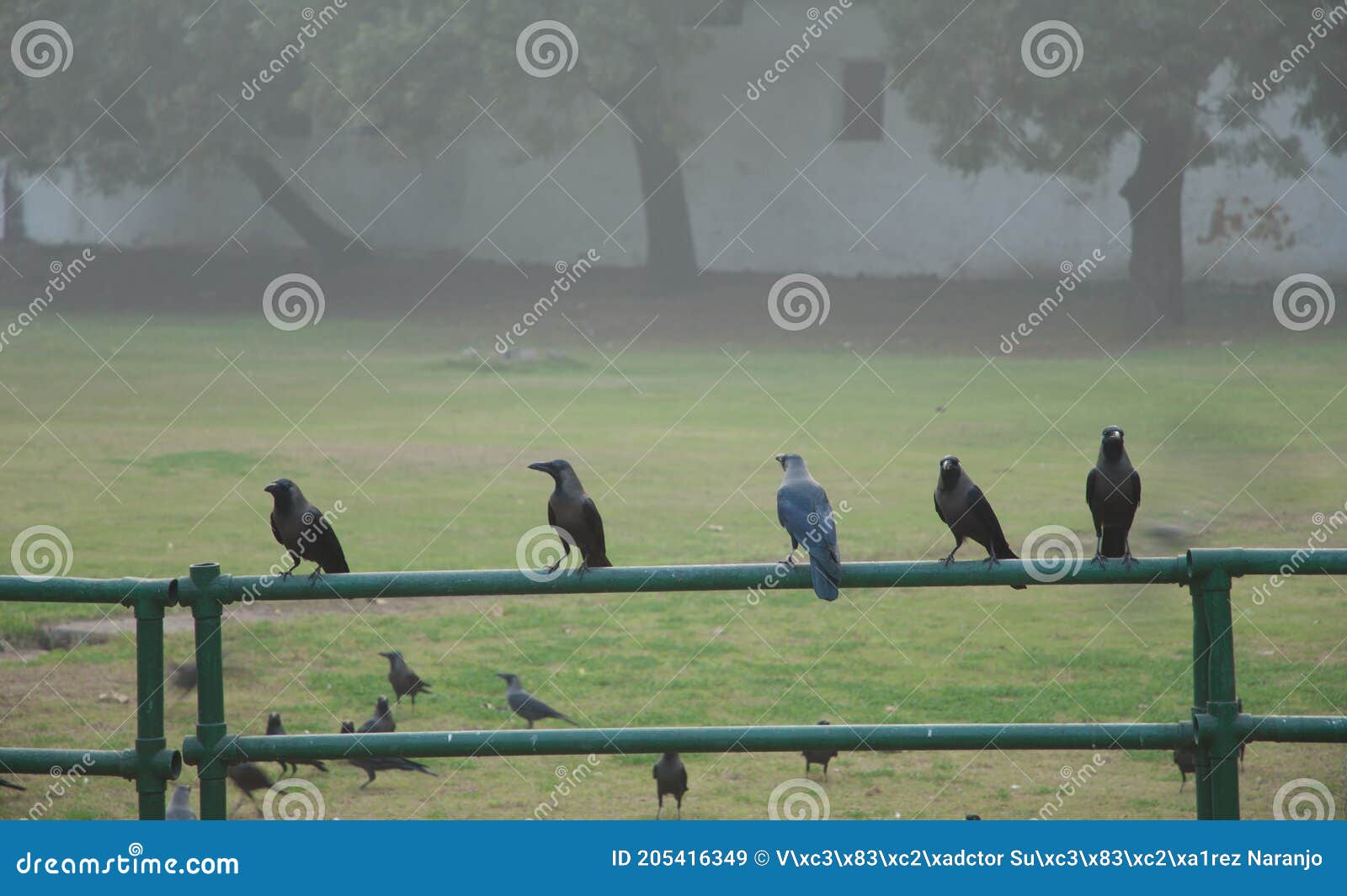 House Crows Corvus Splendens on a Rail. Stock Image - Image of fauna ...