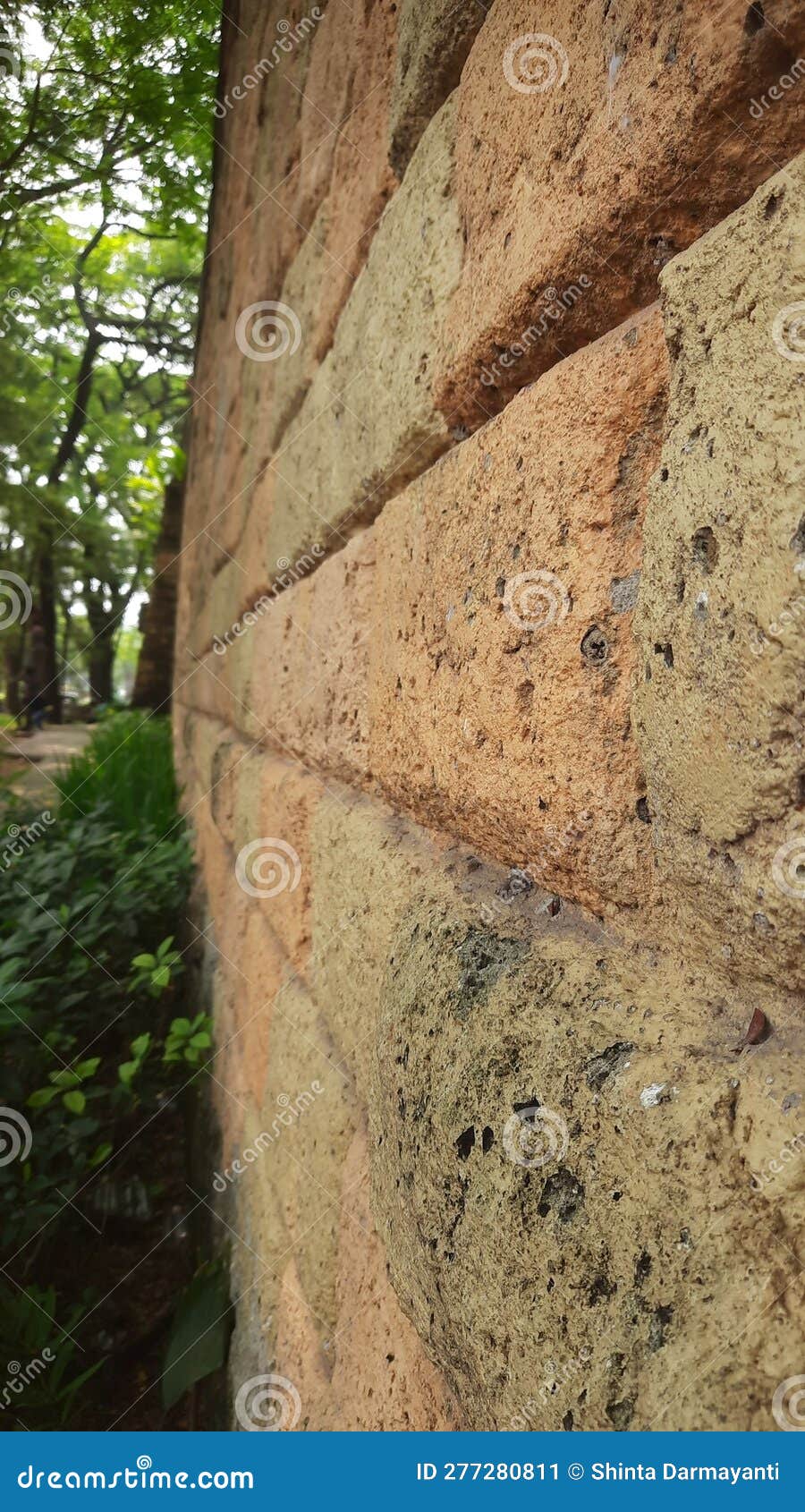 House dividing wall stock image. Image of tree, boundary - 277280811