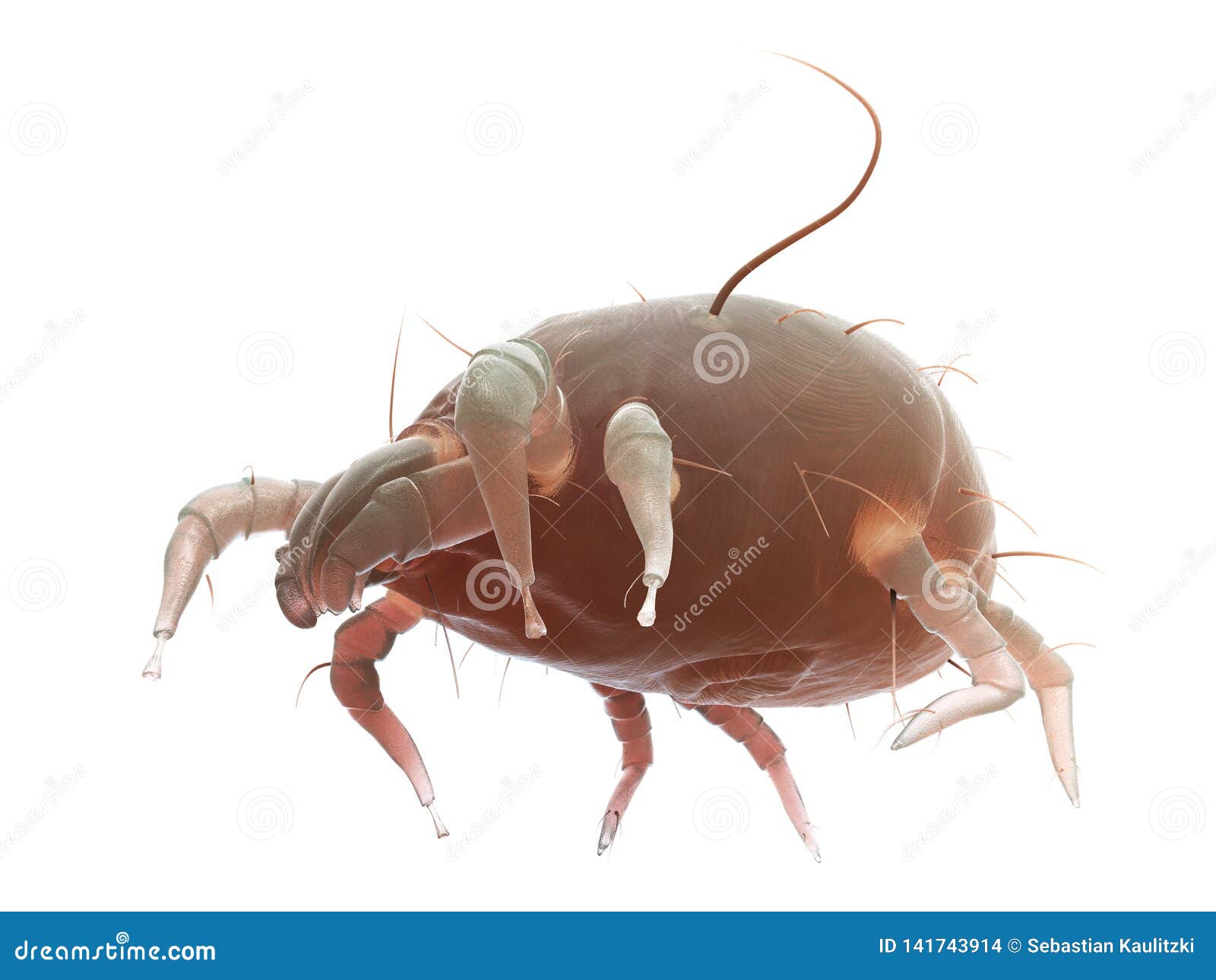 A house dust mite stock illustration. Illustration of health - 141743914