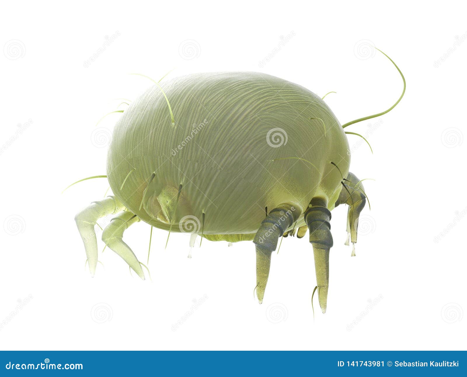 A house dust mite stock illustration. Illustration of broom - 141743981