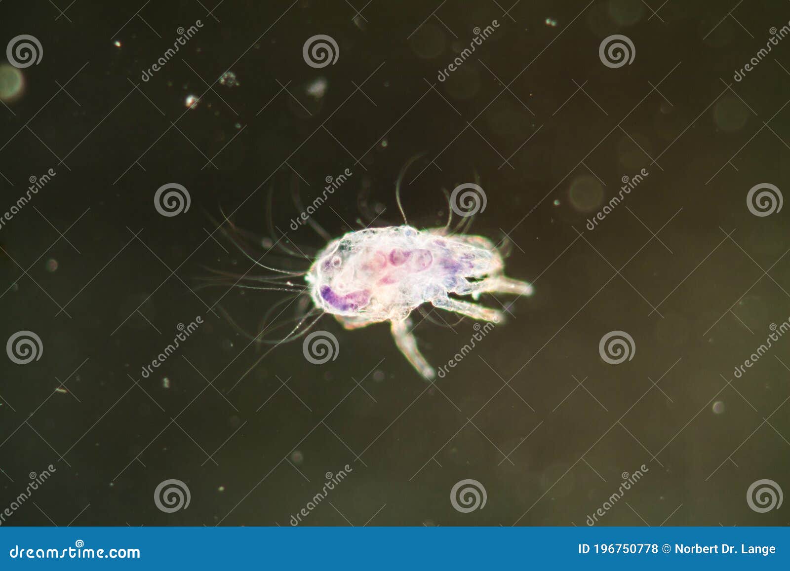 House dust mite stock photo. Image of science, appendages - 196750778