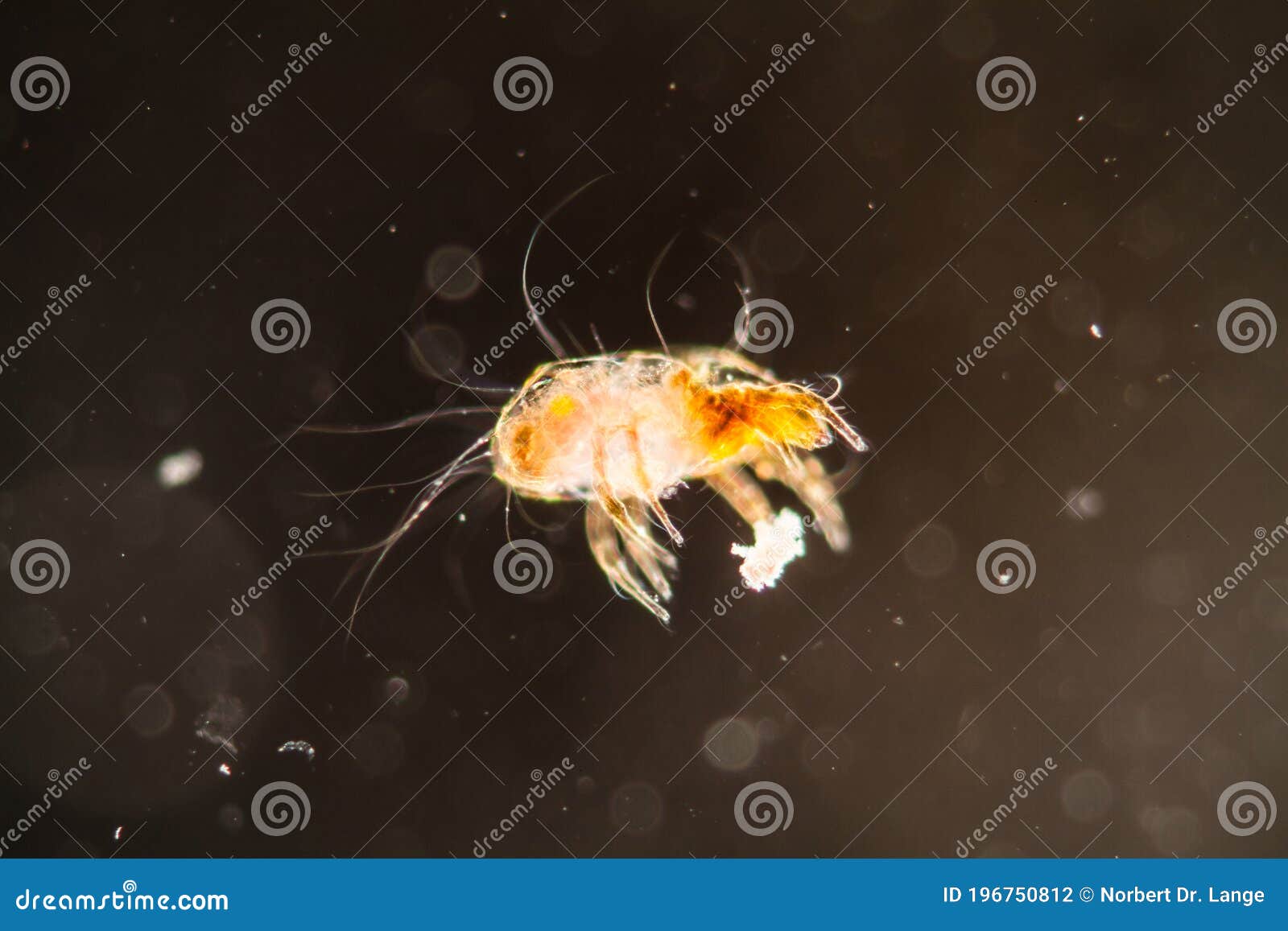 House dust mite stock photo. Image of research, darkfield - 196750812