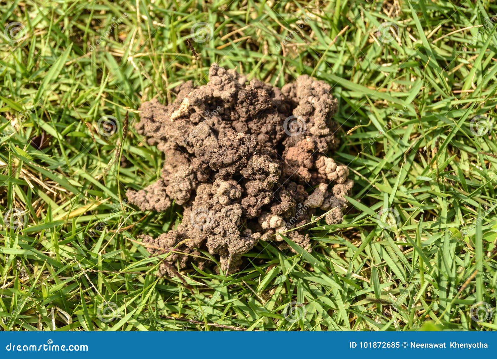 House or Dwelling of Earthworms. Stock Image - Image of cute ...