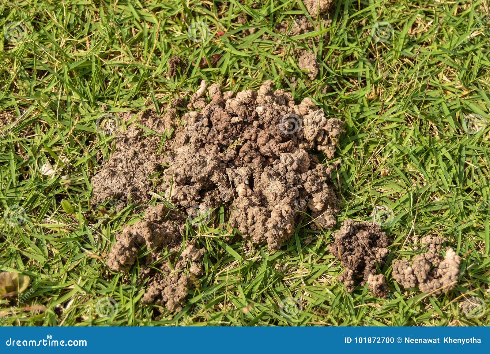 House or Dwelling of Earthworms. Stock Photo - Image of earthworms ...