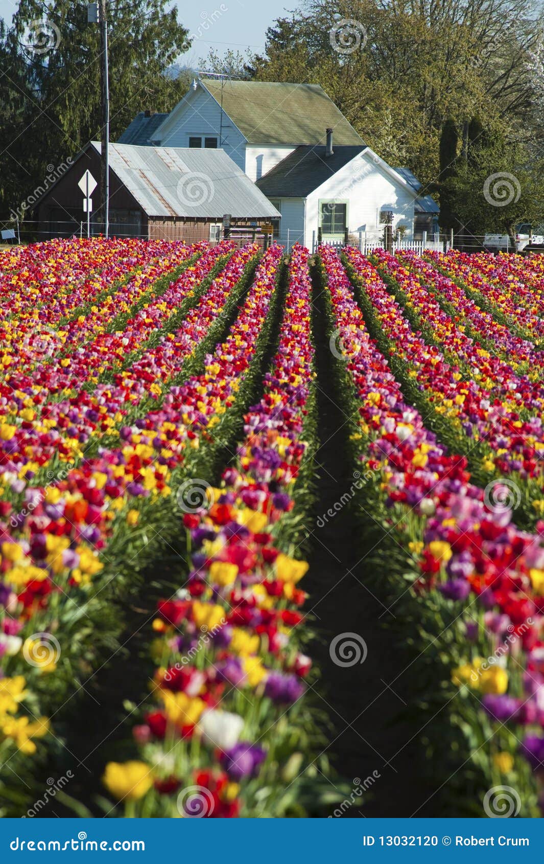 House at the End of a Row of Tulips Stock Photo - Image of building ...