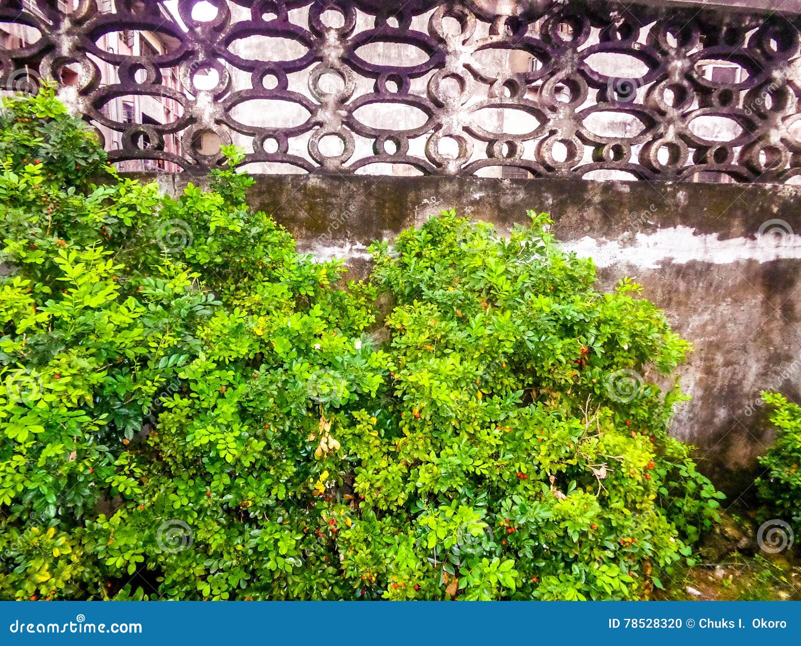 House fence flower pattern stock photo. Image of cabbage - 78528320