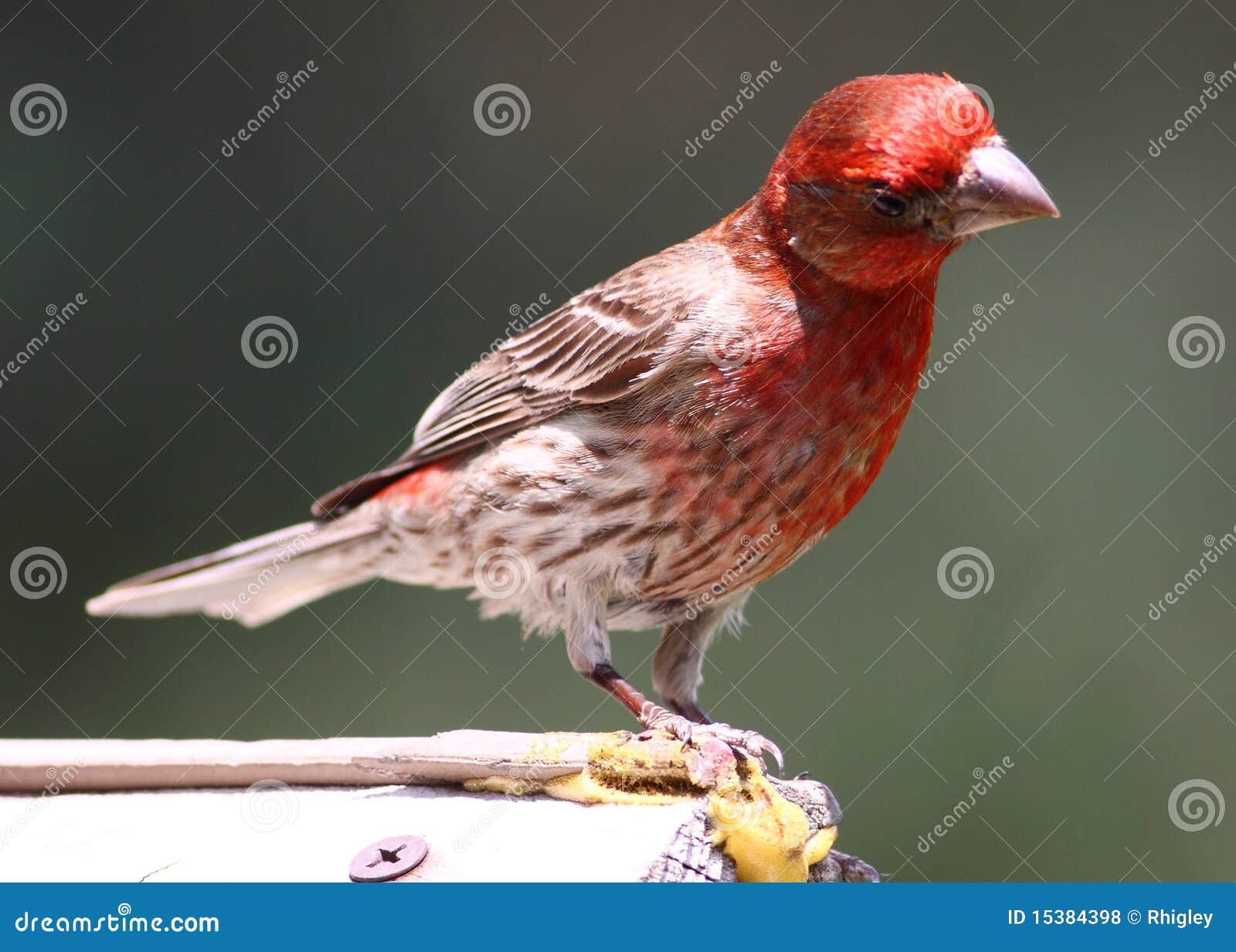 House Finch stock photo. Image of house, bird, feeder - 15384398