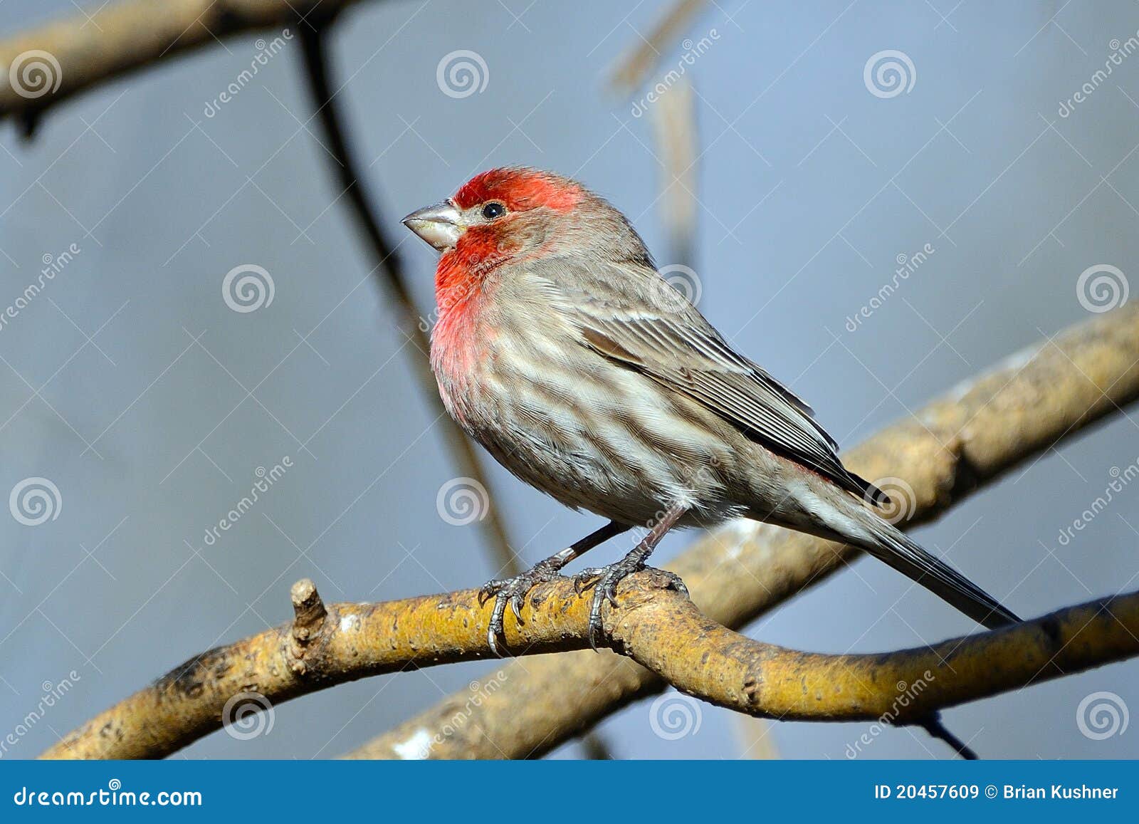 House Finch stock image. Image of finch, nature, house - 20457609