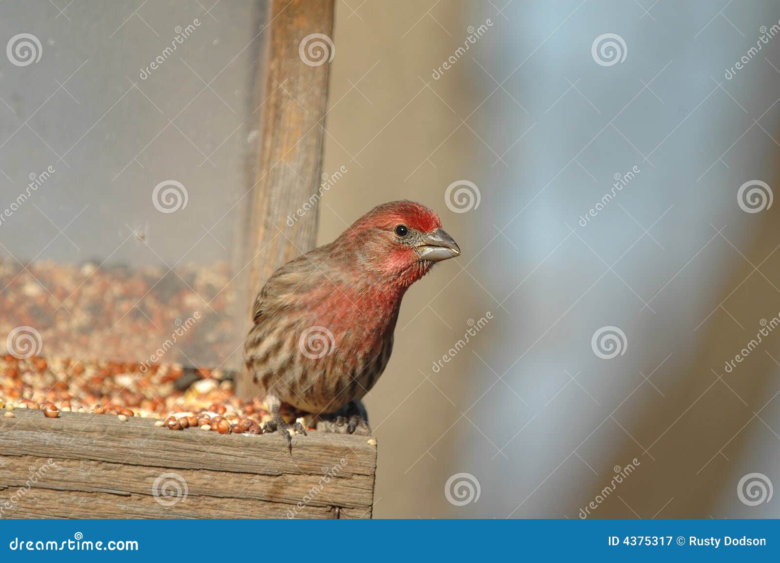 House Finch stock image. Image of cute, conservation, birds - 4375317