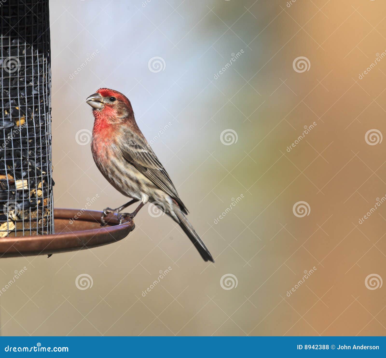 House finch stock photo. Image of nature, claws, feeder - 8942388