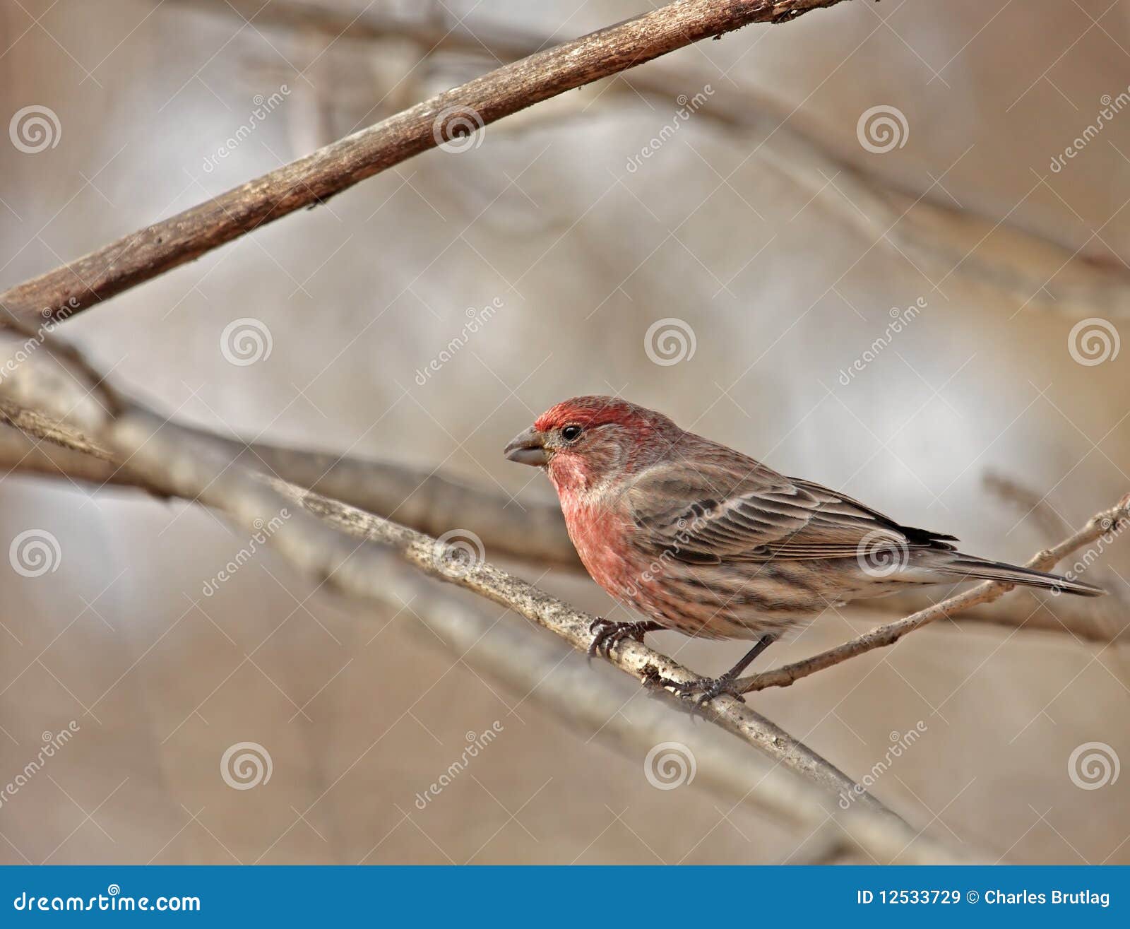 House Finch (Carpodacus Mexicanus) Stock Image - Image of finch ...