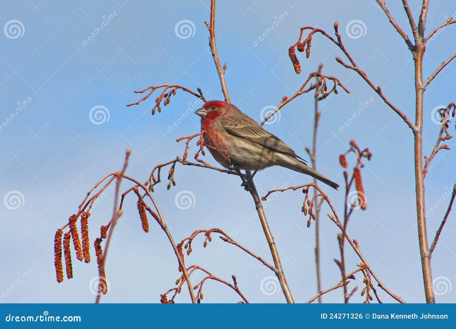 House Finch (Carpodacus Mexicanus) Stock Photo - Image of wild, nature ...