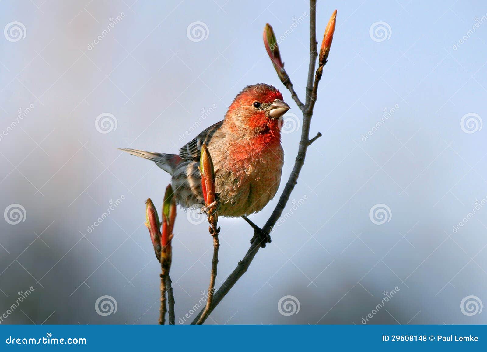 House Finch Male stock photo. Image of avian, ornithology - 29608148