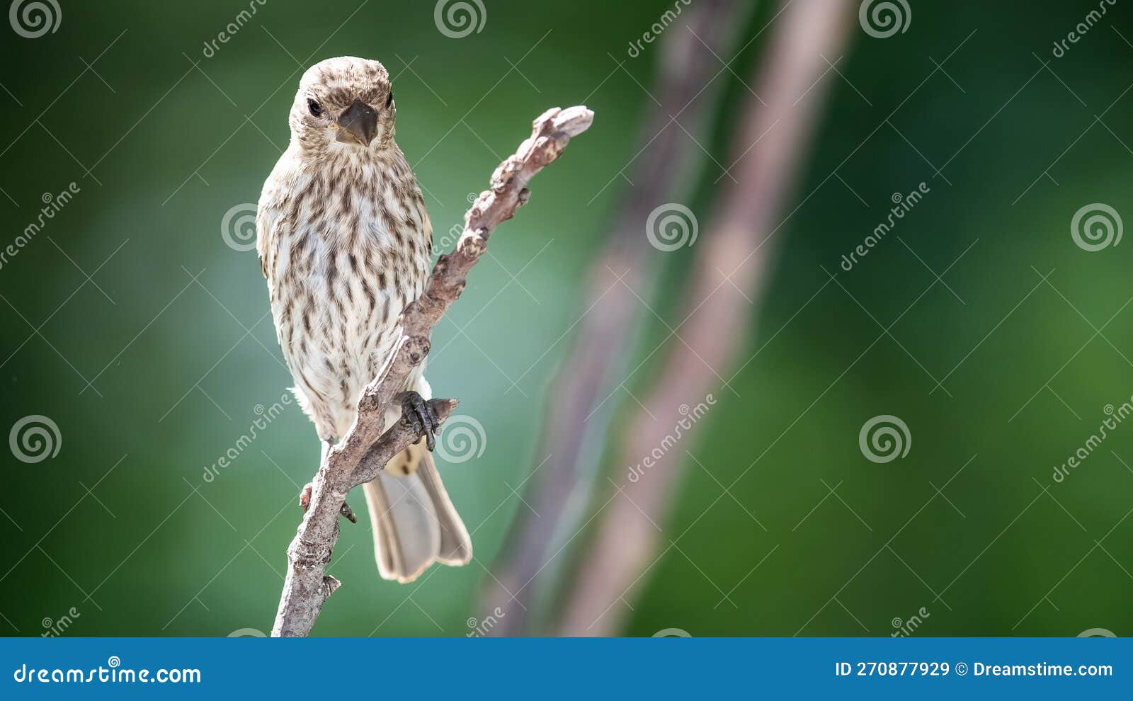 House Finch Perched on a Slender Tree Branch Stock Image - Image of ...
