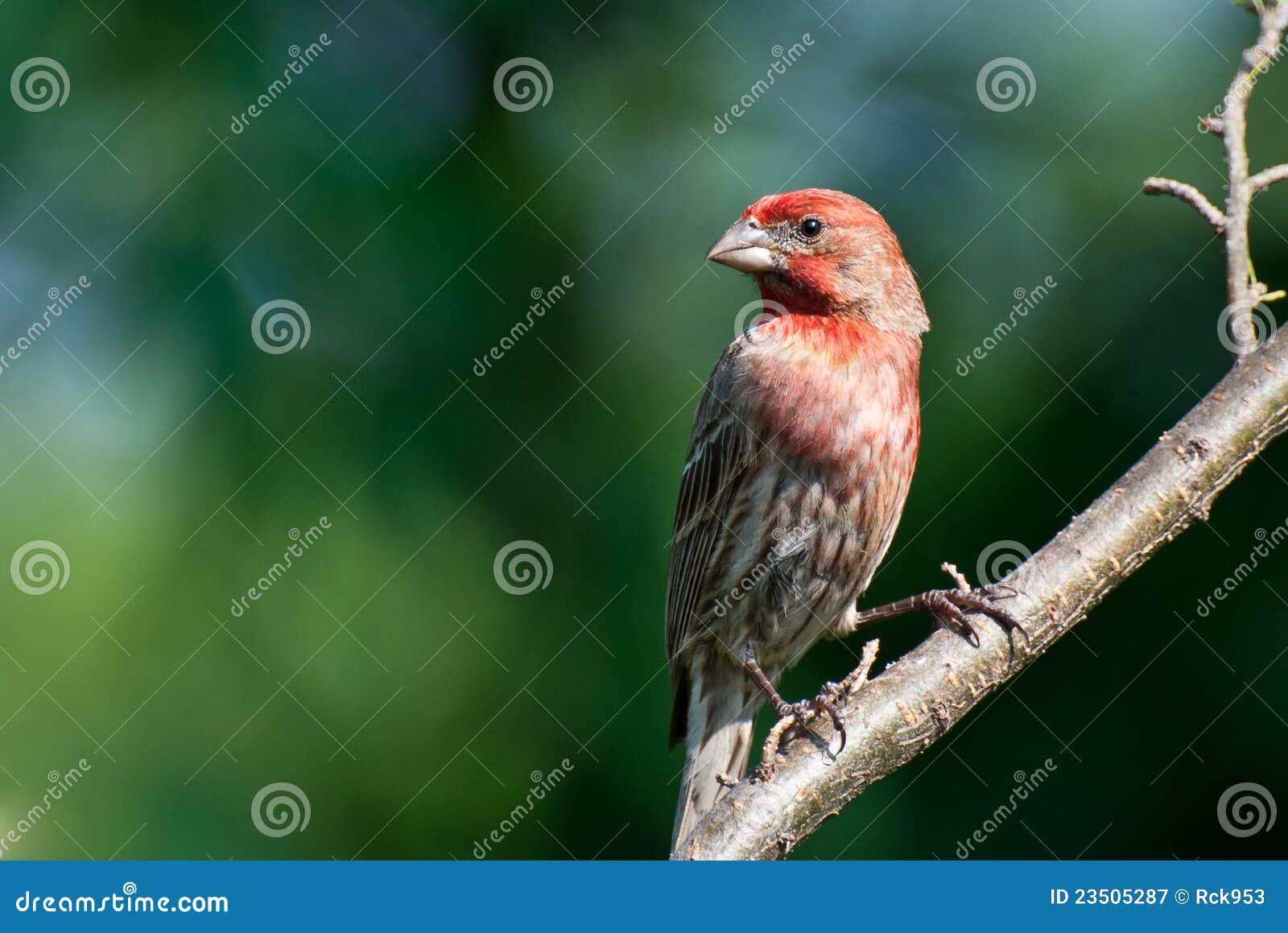 House Finch Perched in a Tree Stock Image - Image of tree, north: 23505287