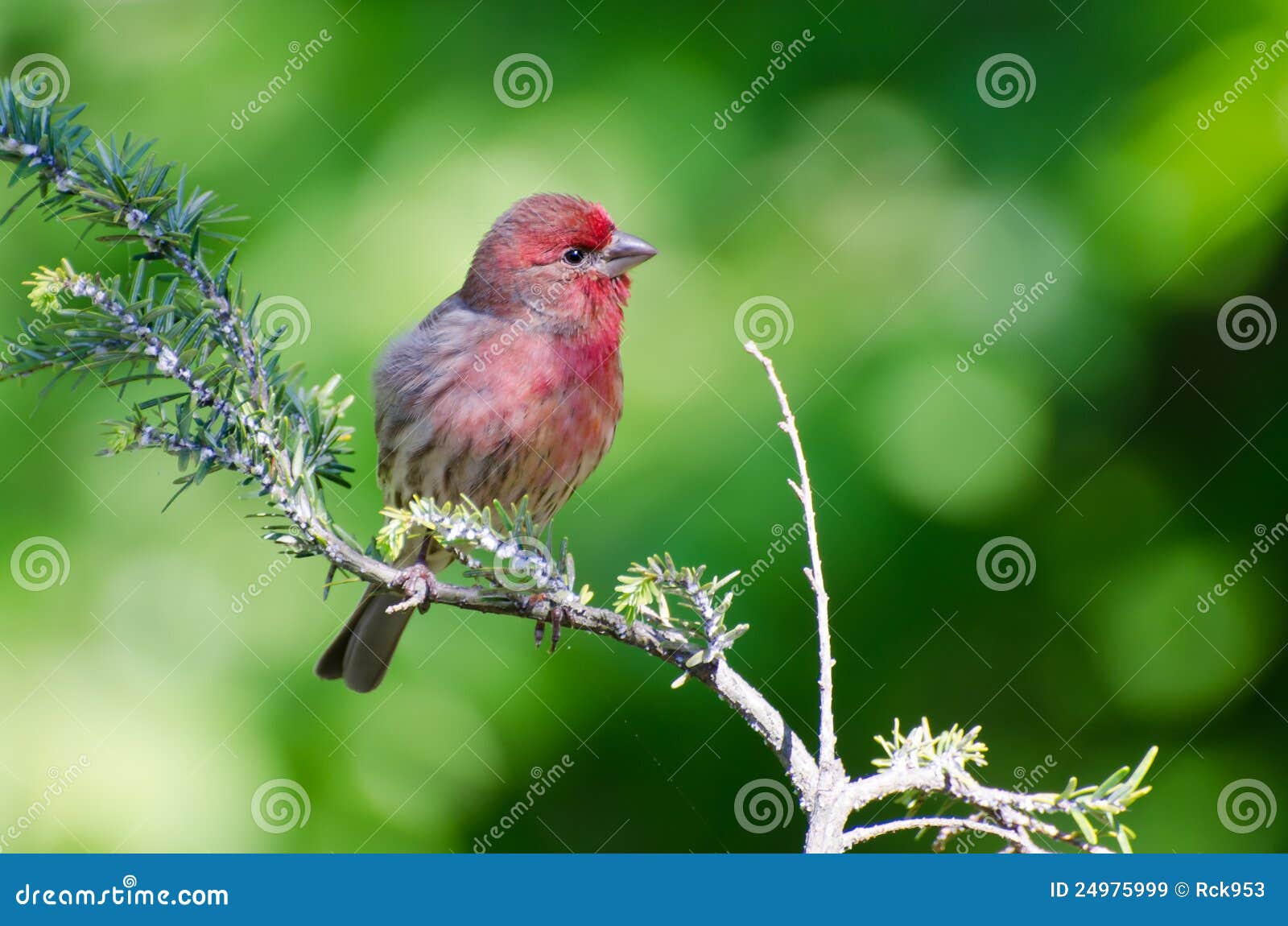 House Finch Perched in a Tree Stock Image - Image of tree, resting ...