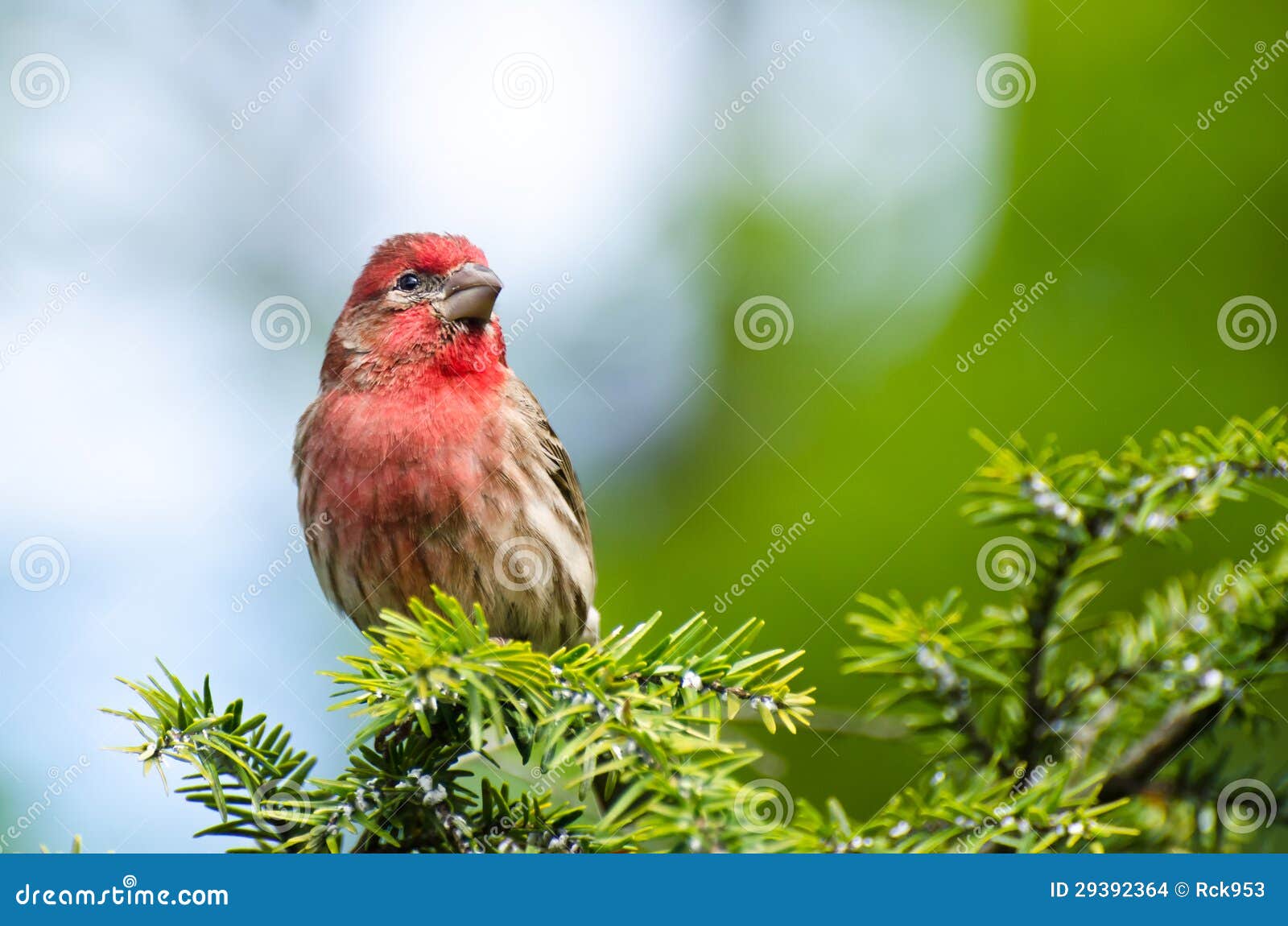 House Finch Perched in a Tree Stock Photo - Image of branch, wild: 29392364