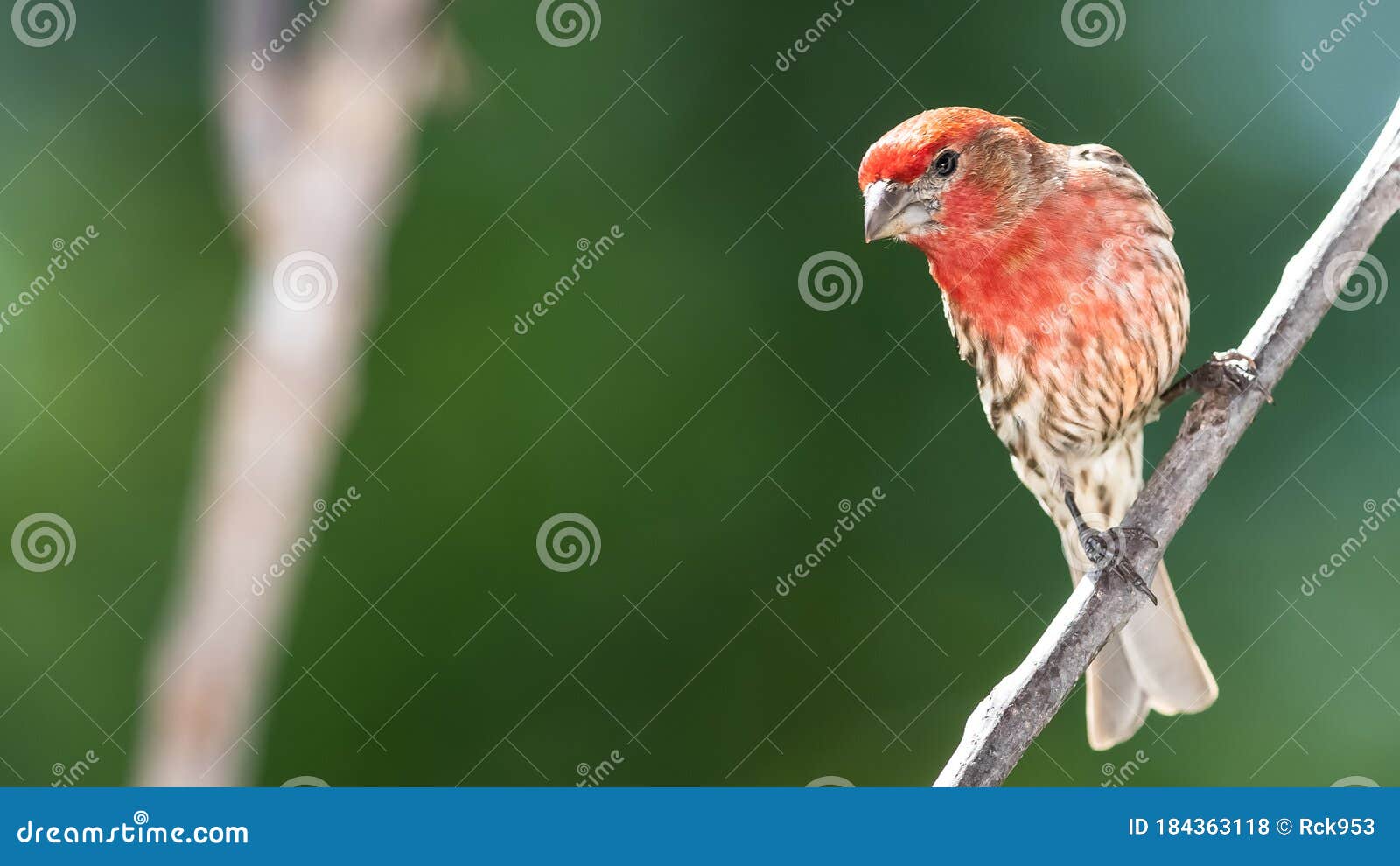 House Finch Resting on the Branch of a Tree Stock Photo - Image of ...
