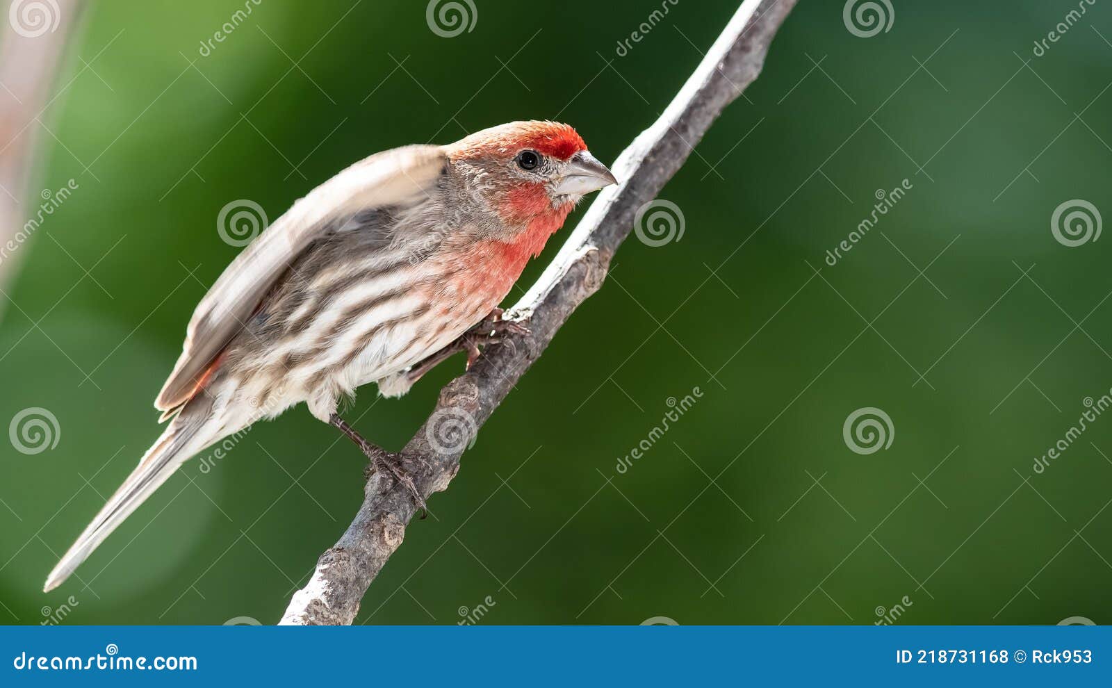 House Finch Resting on the Branch of a Tree Stock Photo - Image of ...