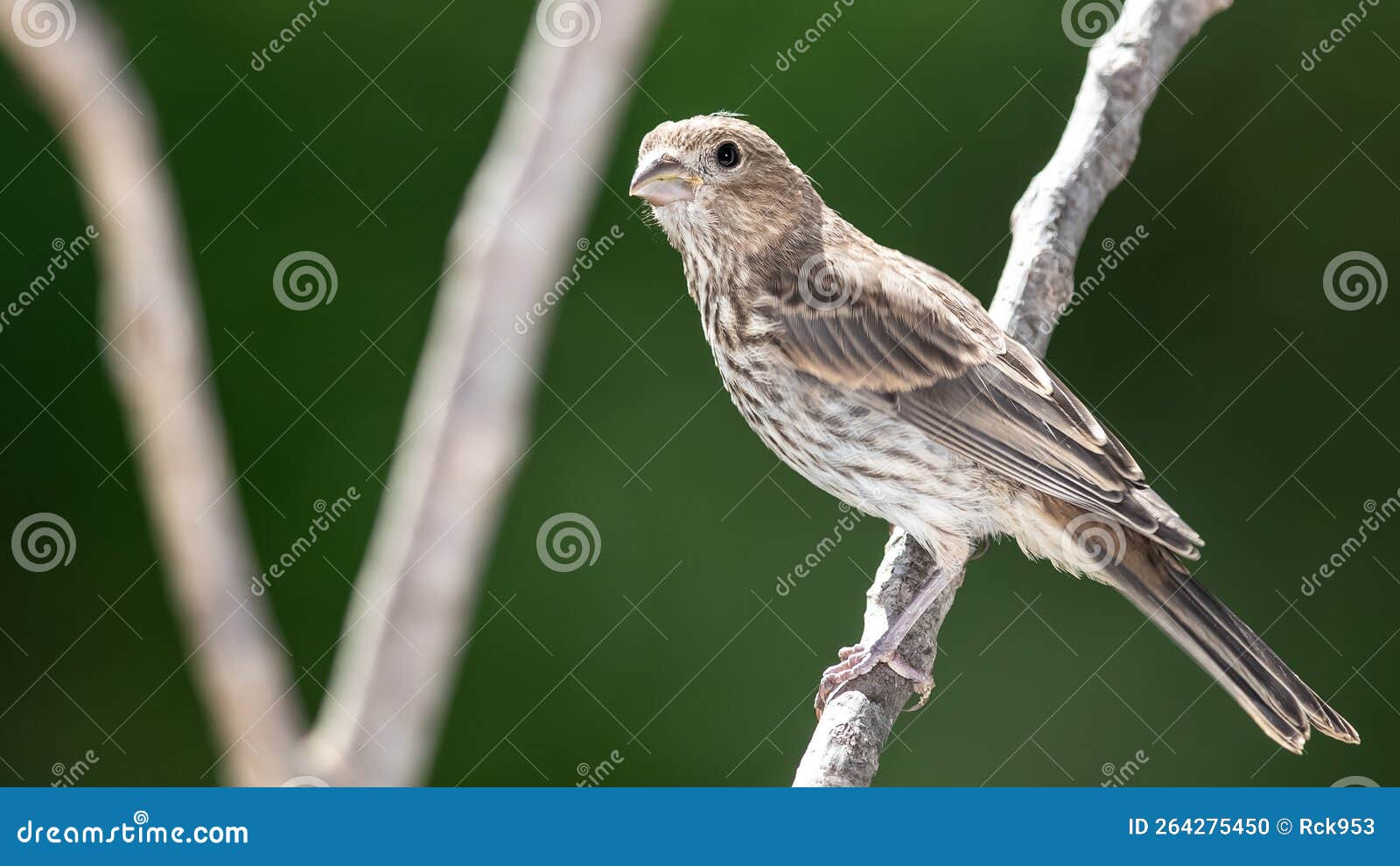House Finch Resting on the Branch of a Tree Stock Photo - Image of limb ...