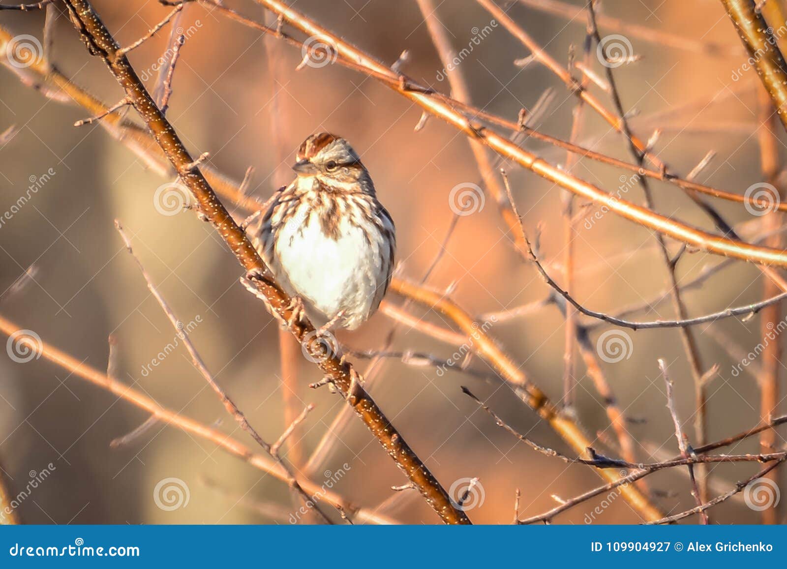 House Finch Tiny Bird Perched on a Tree Stock Image - Image of america ...