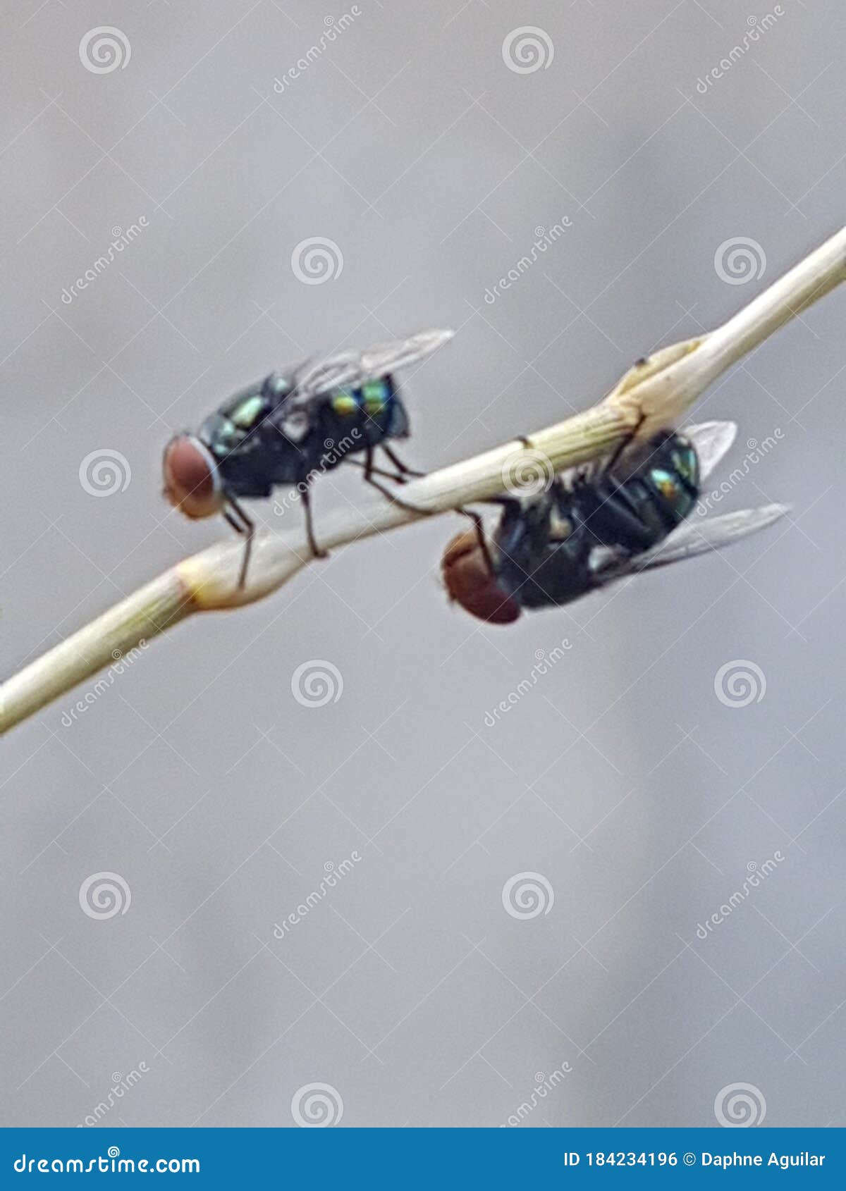 House Flies on Branch of Plant Stock Photo - Image of pests, flies ...