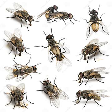 11 House flies stock photo. Image of dirty, arrangement - 39254796