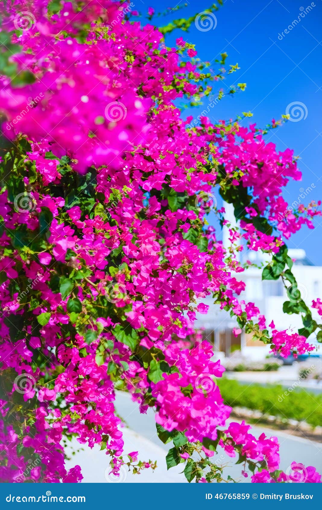 House flower bloom stock image. Image of idyllic, flower - 46765859