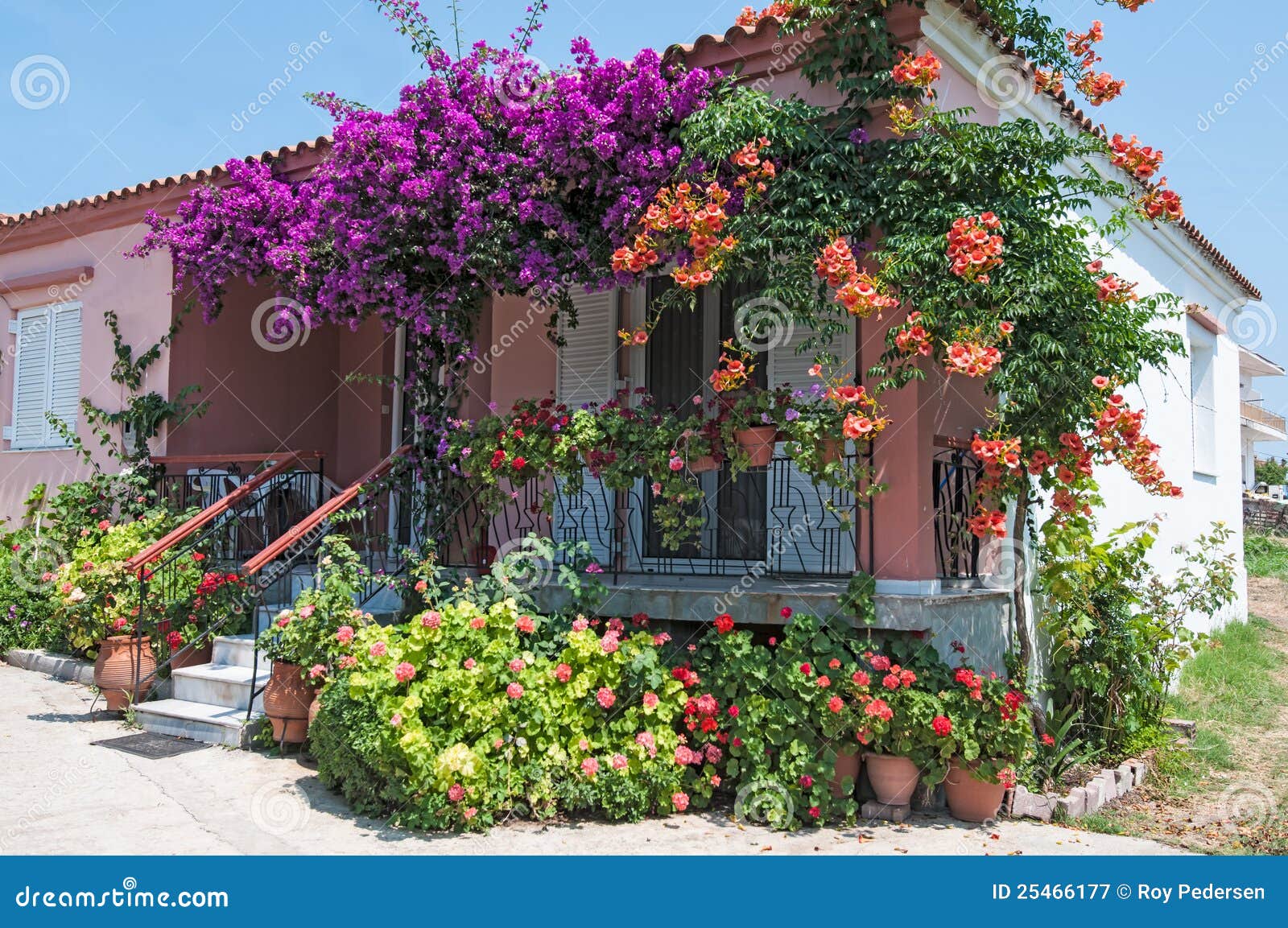 House flowers stock image. Image of beautiful, garden - 25466177