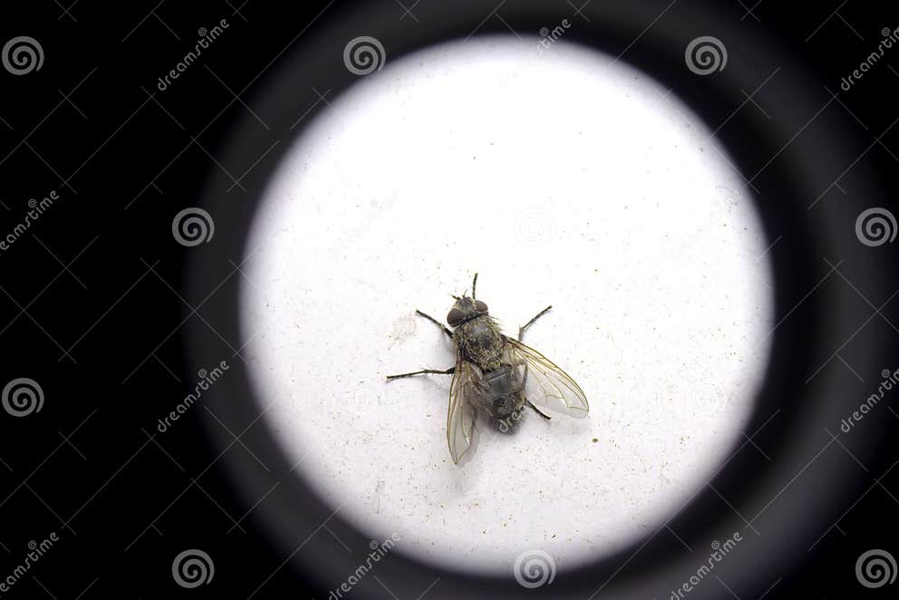 House Fly stock image. Image of small, microscope, wing - 1826685