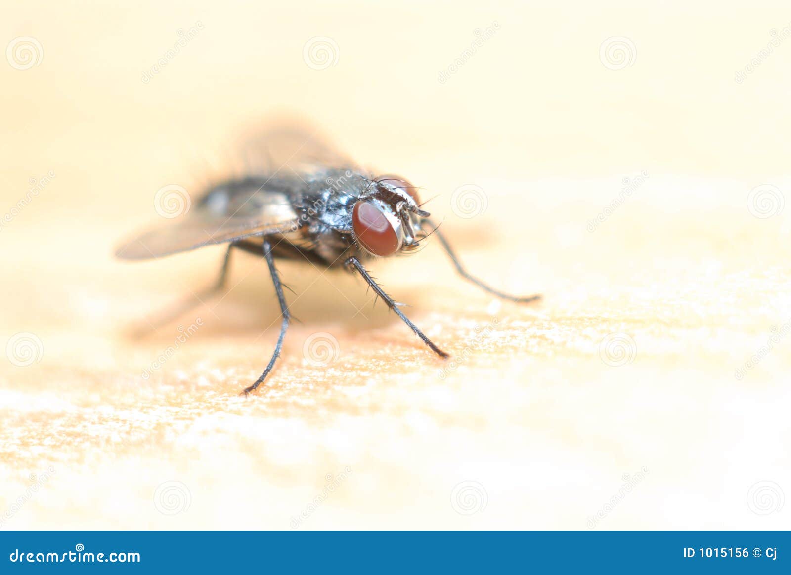 House Fly 2 stock photo. Image of still, wings, hair, house - 1015156