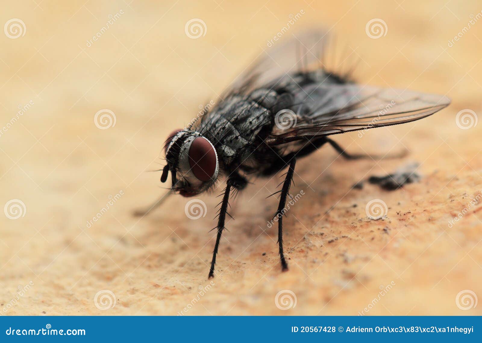House fly stock photo. Image of yellow, typhoid, nature - 20567428