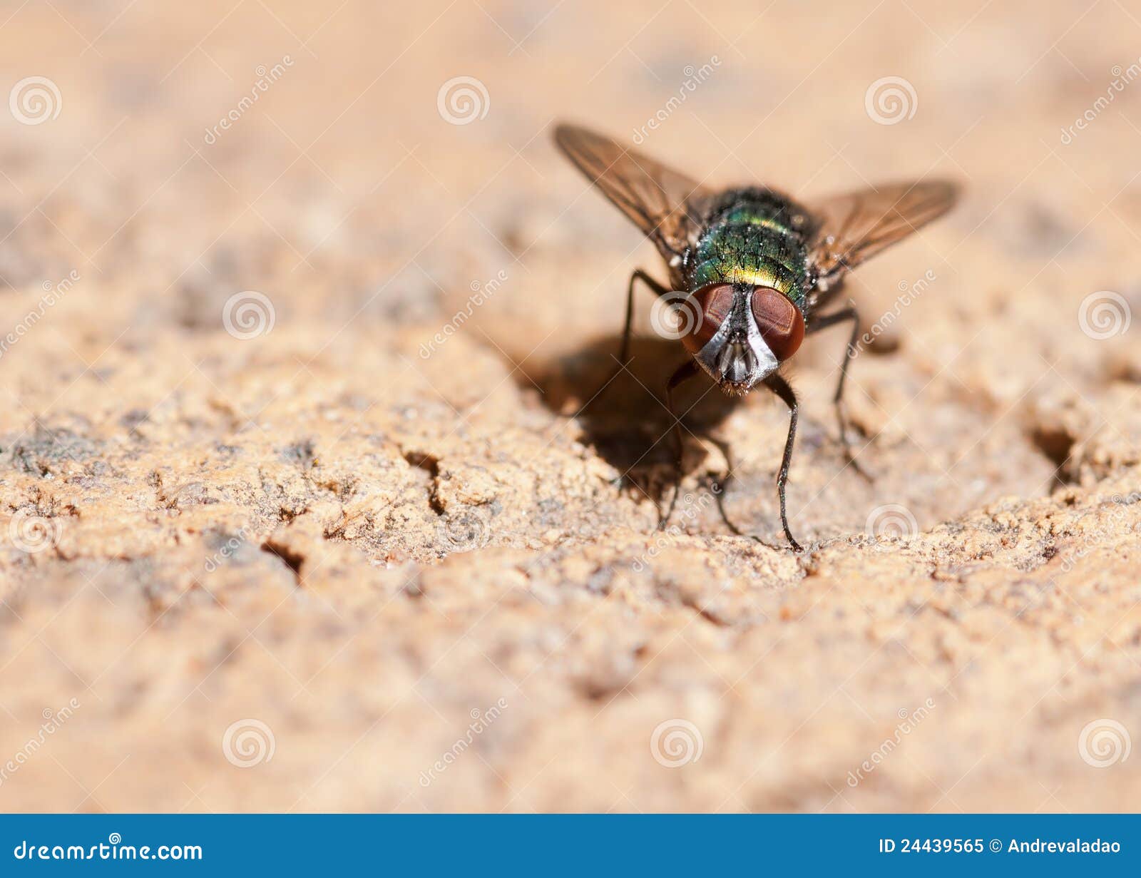 House fly stock image. Image of wildlife, macro, common - 24439565