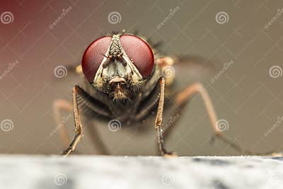 House Fly stock image. Image of focus, filthy, annoying - 25493239