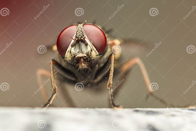 House Fly stock image. Image of focus, filthy, annoying - 25493239