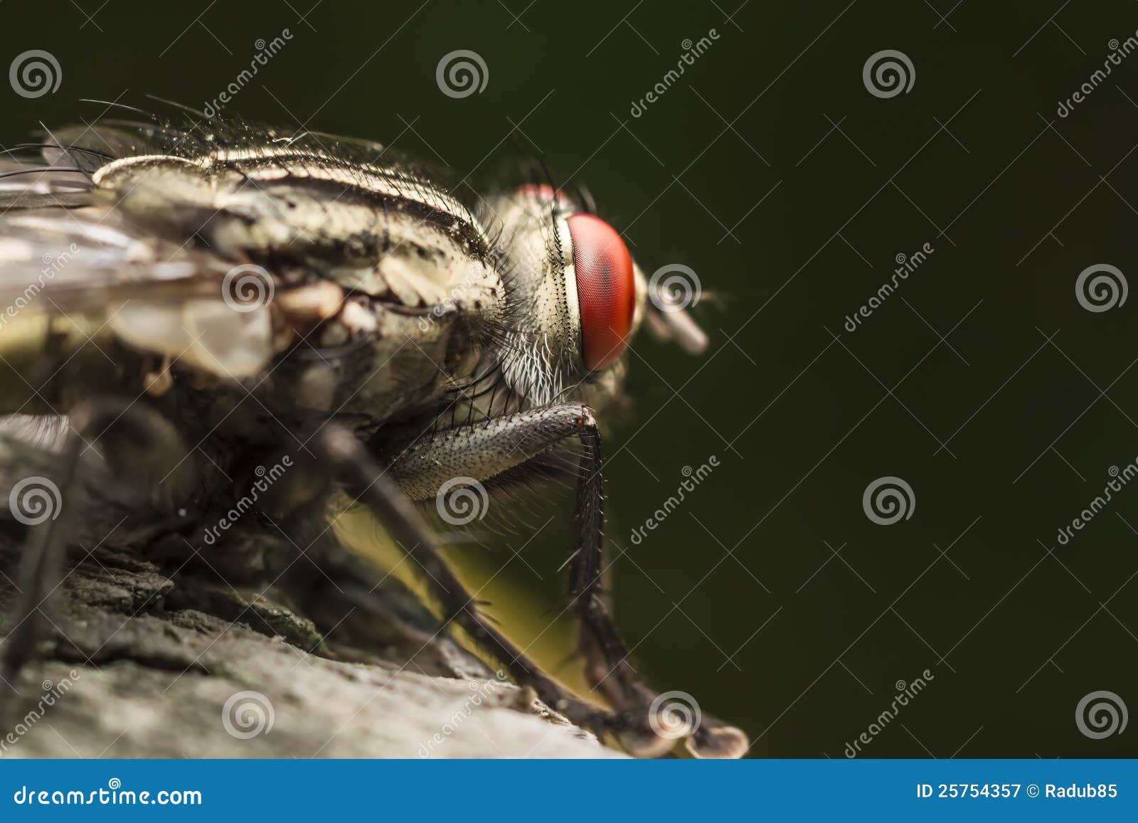 House Fly stock image. Image of fauna, colour, details - 25754357