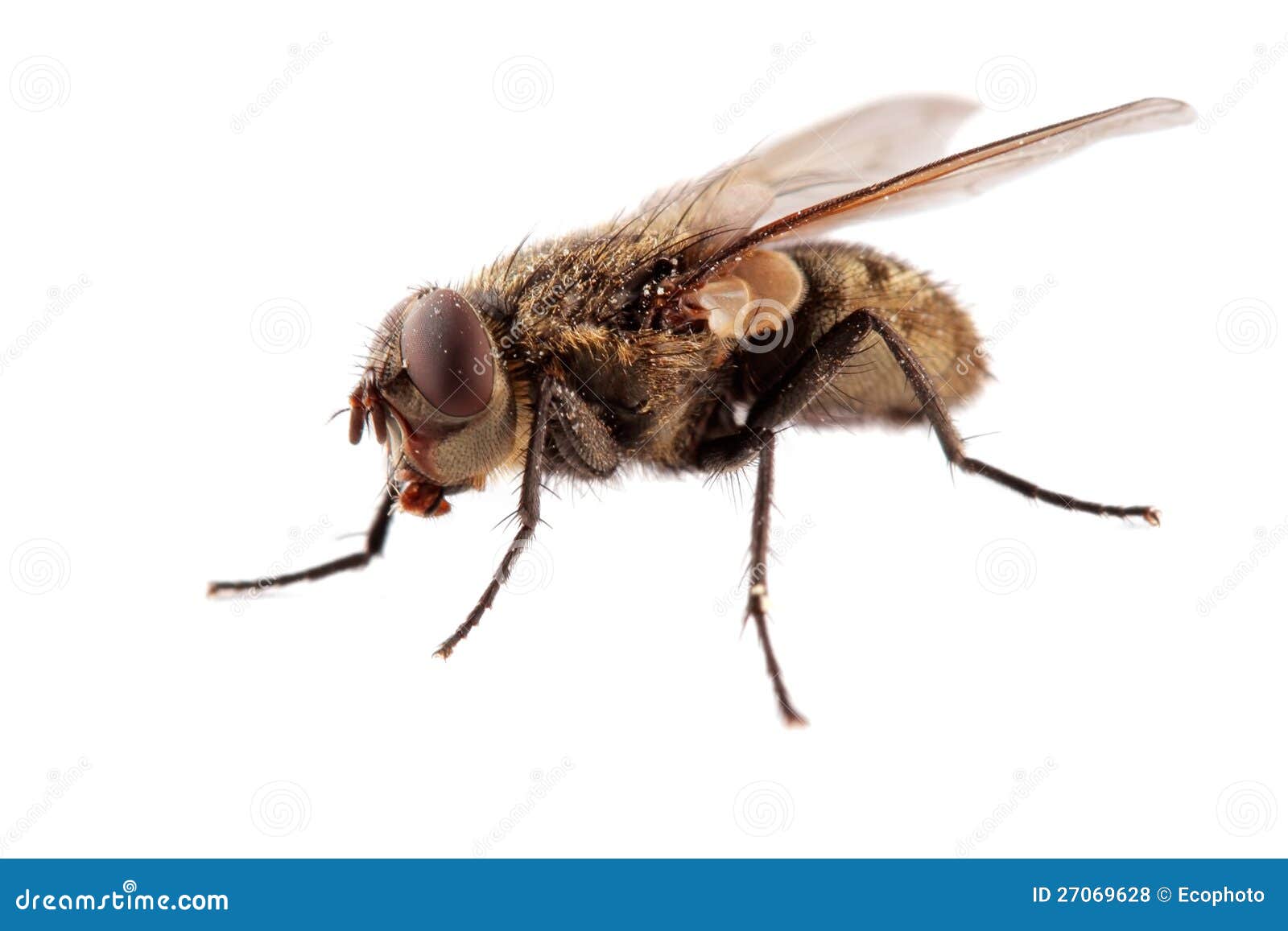 House fly stock photo. Image of sitting, nature, detailed - 27069628