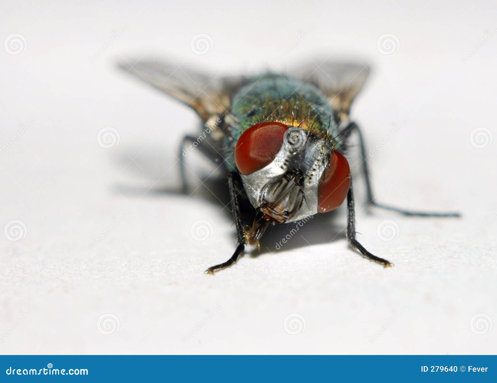 House Fly stock photo. Image of house, macro, buzz, insect - 279640