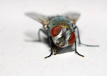 House Fly stock photo. Image of house, macro, buzz, insect - 279640