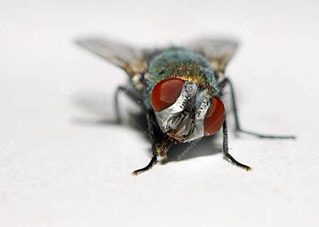 House Fly stock photo. Image of house, macro, buzz, insect - 279640