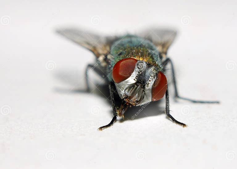 House Fly stock photo. Image of house, macro, buzz, insect - 279640