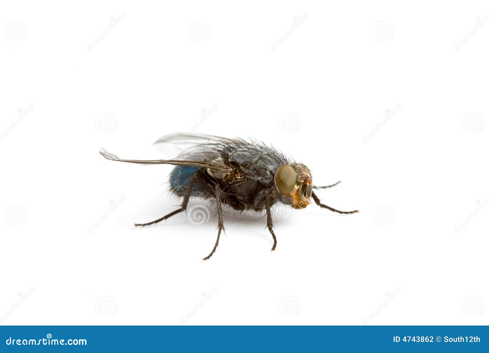 House Fly stock photo. Image of dirty, natural, close - 4743862